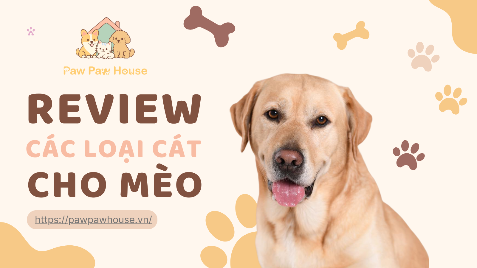 Review Các Loại Cát Cho Mèo Được Ưa Chuộng Nhất Hiện Nay - Paw Paw House
